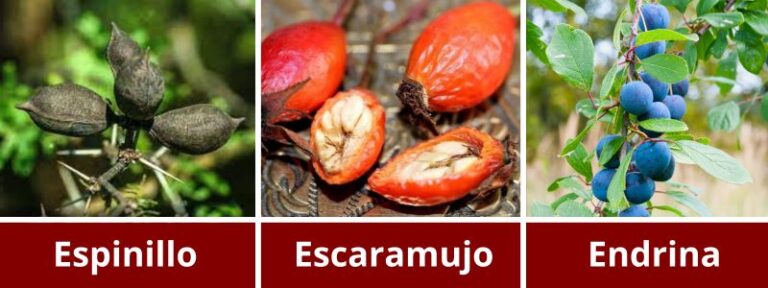 Frutas o Verduras con la letra E: Listado completo en 2025