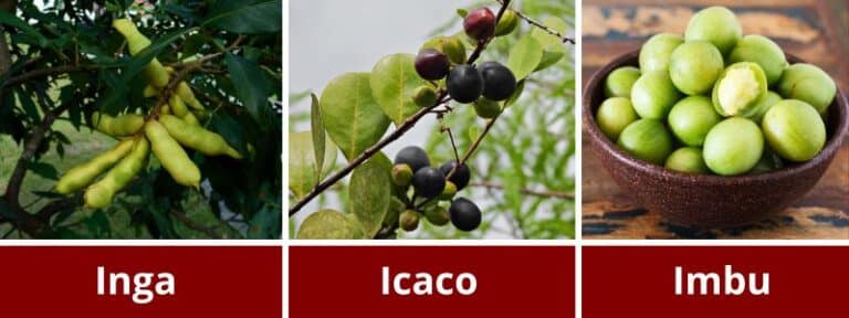 Frutas o Verduras con la letra i: Listado completo en 2025