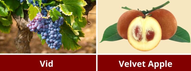 Frutas o Verduras con la letra V: Listado completo en 2025